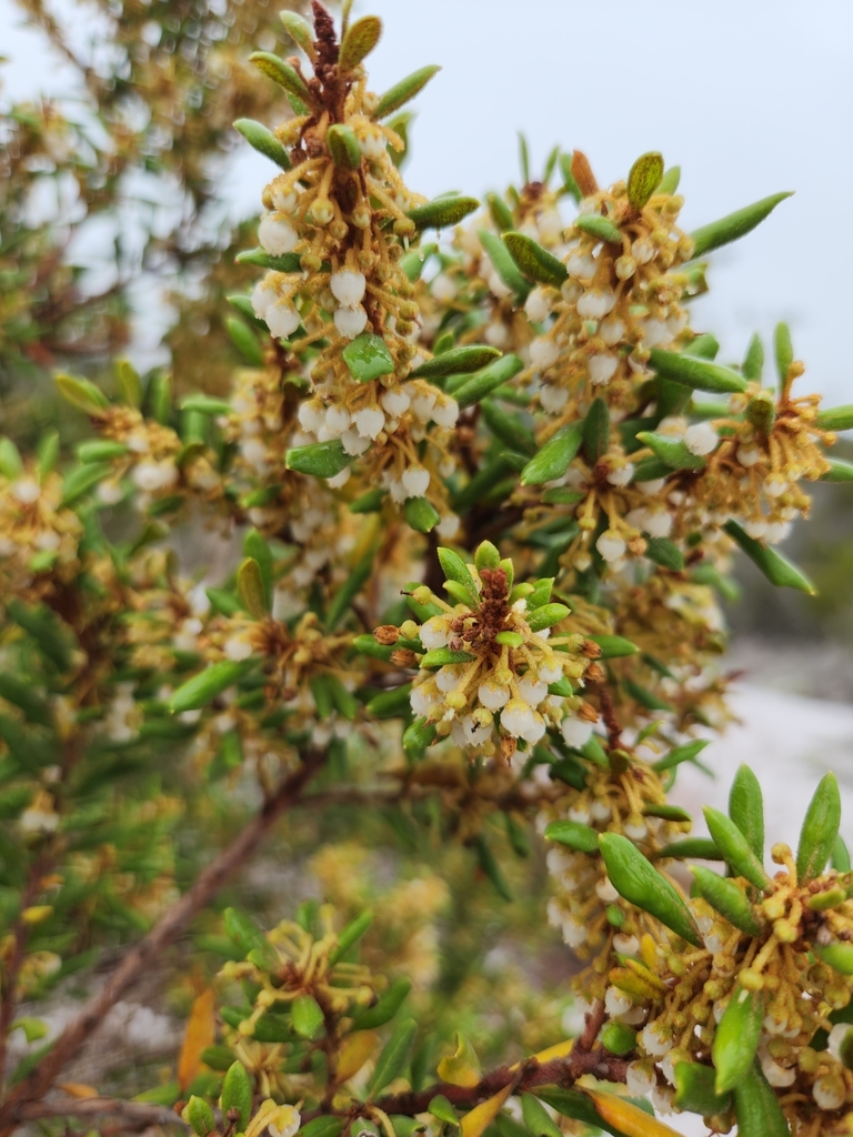 rusty staggerbush from Sylvan Shores, FL 33852, USA on December 31 ...