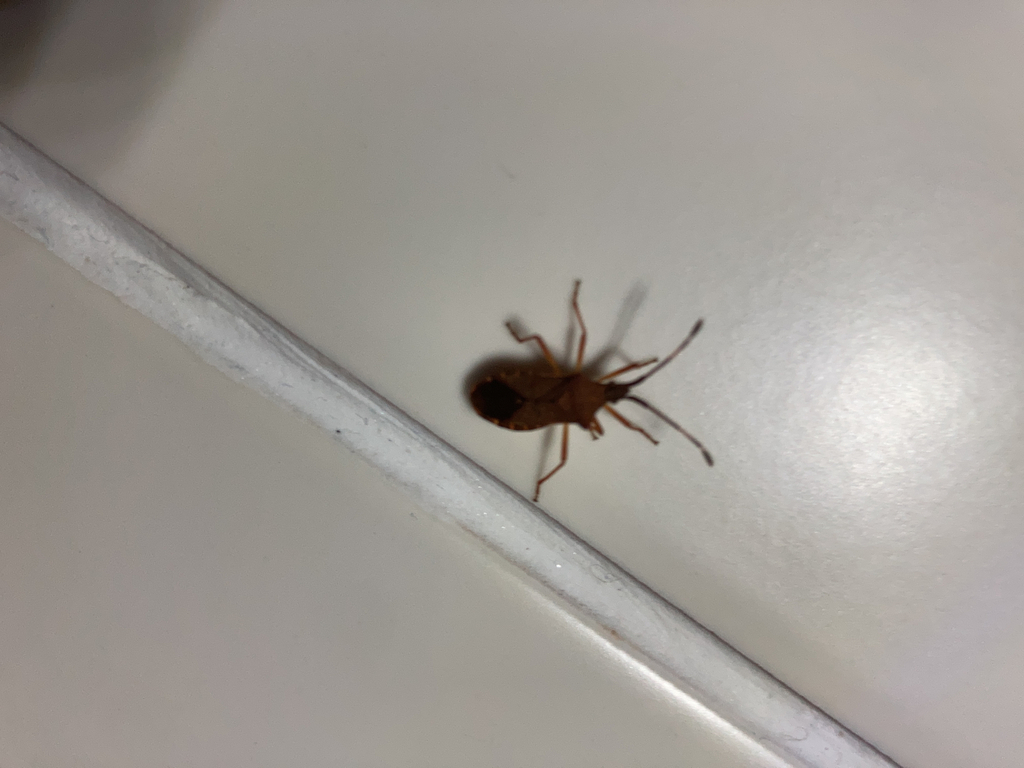 Box Bug from Driffield on December 31, 2024 at 03:05 PM by amul ...