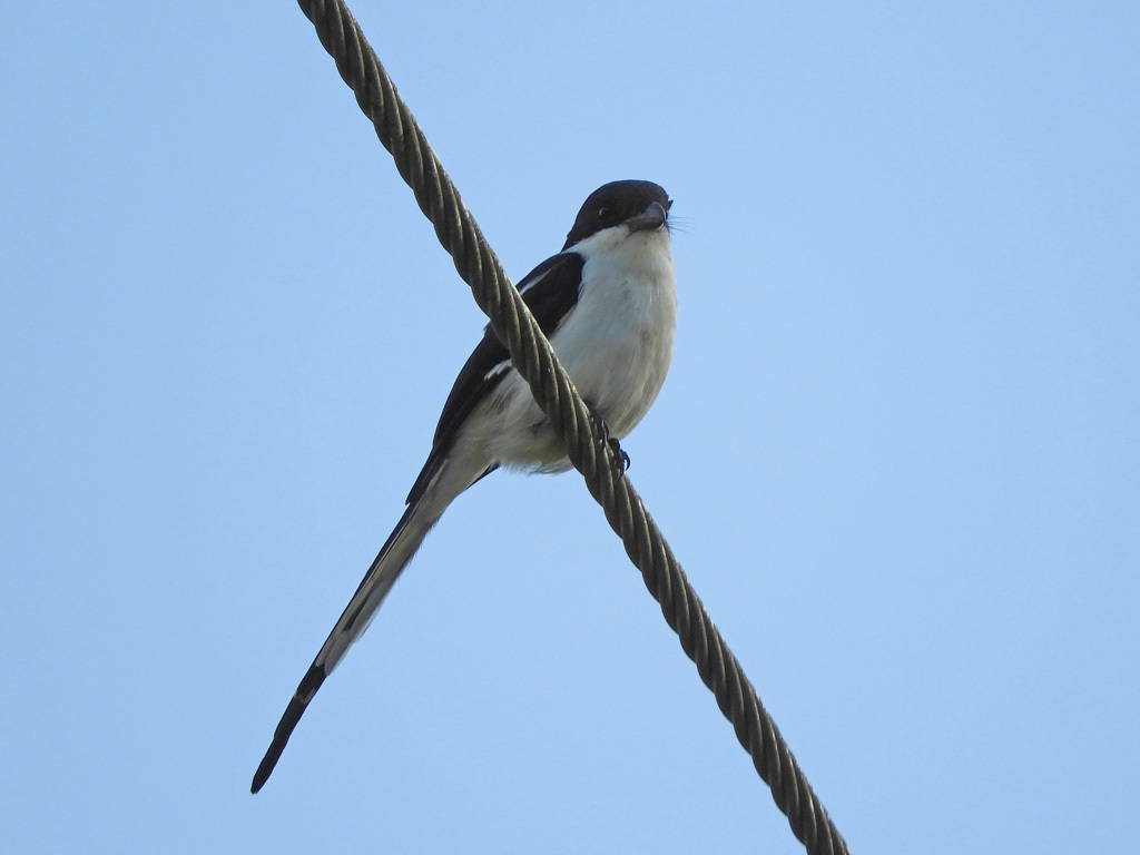 Northern Fiscal from South Nandi Forest, Kaptumo, Kenya on January 8 ...