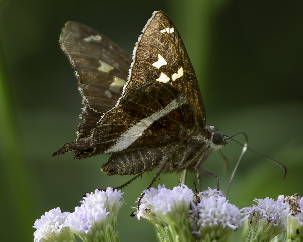 White-striped Longtail from S Highway 6, Sugar Land, TX, US on November 4, 2024 at 09:10 AM by ...