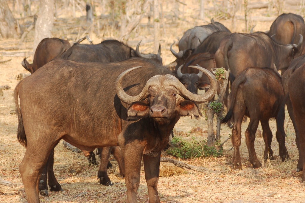 Buvol kaferský (Mammals of Kidepo Valley National Park) · iNaturalist