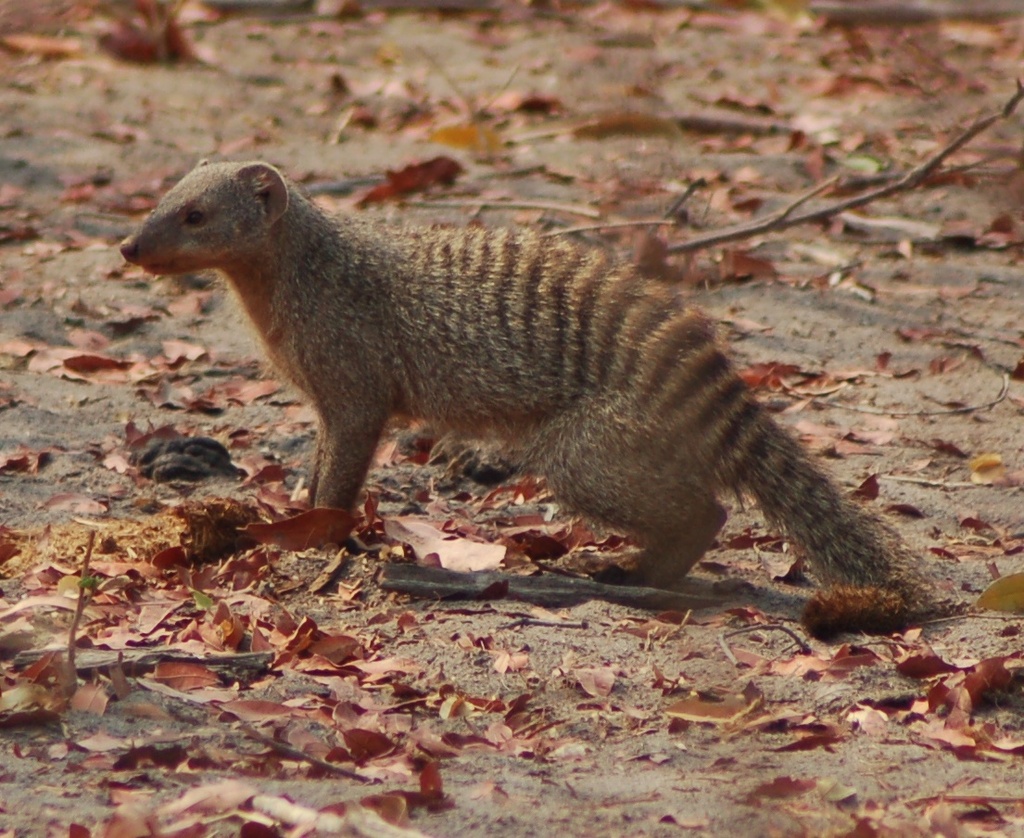 Banded Mongooses (Mungos) - Know Your Mammals