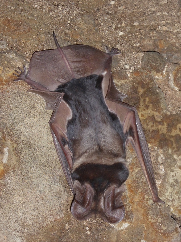 Madagascar free-tailed bat (Otomops madagascariensis) - Know Your Mammals