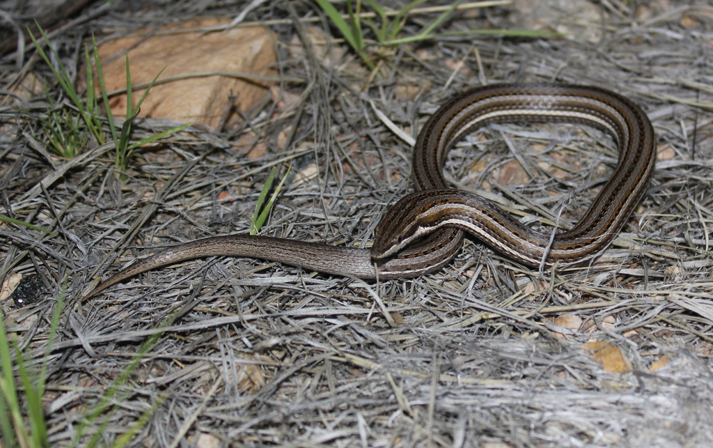 Burton's Snake-lizard from Hugh NT 0872, Australia on November 15, 2024 ...