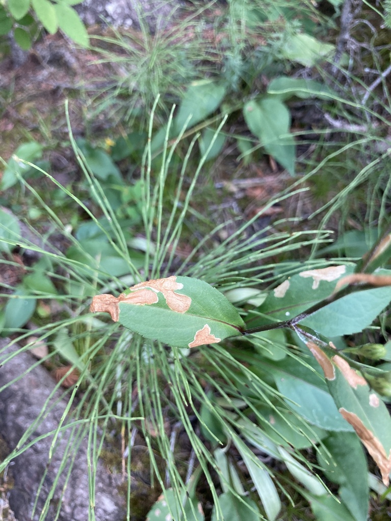 Winged and Once-winged Insects from Southwest Calgary, Calgary, AB ...