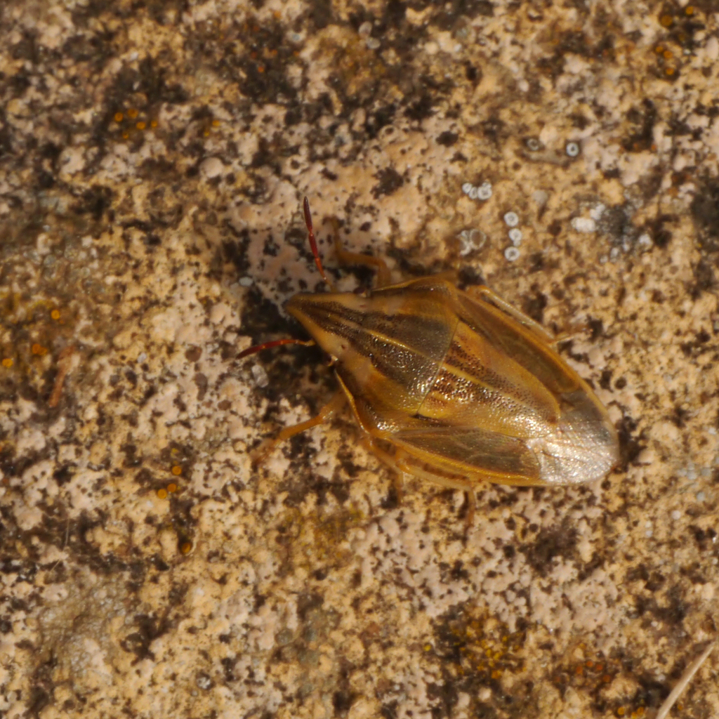 Bishop's Mitre Shield Bug from Woodley, Reading, UK on May 4, 2024 at ...