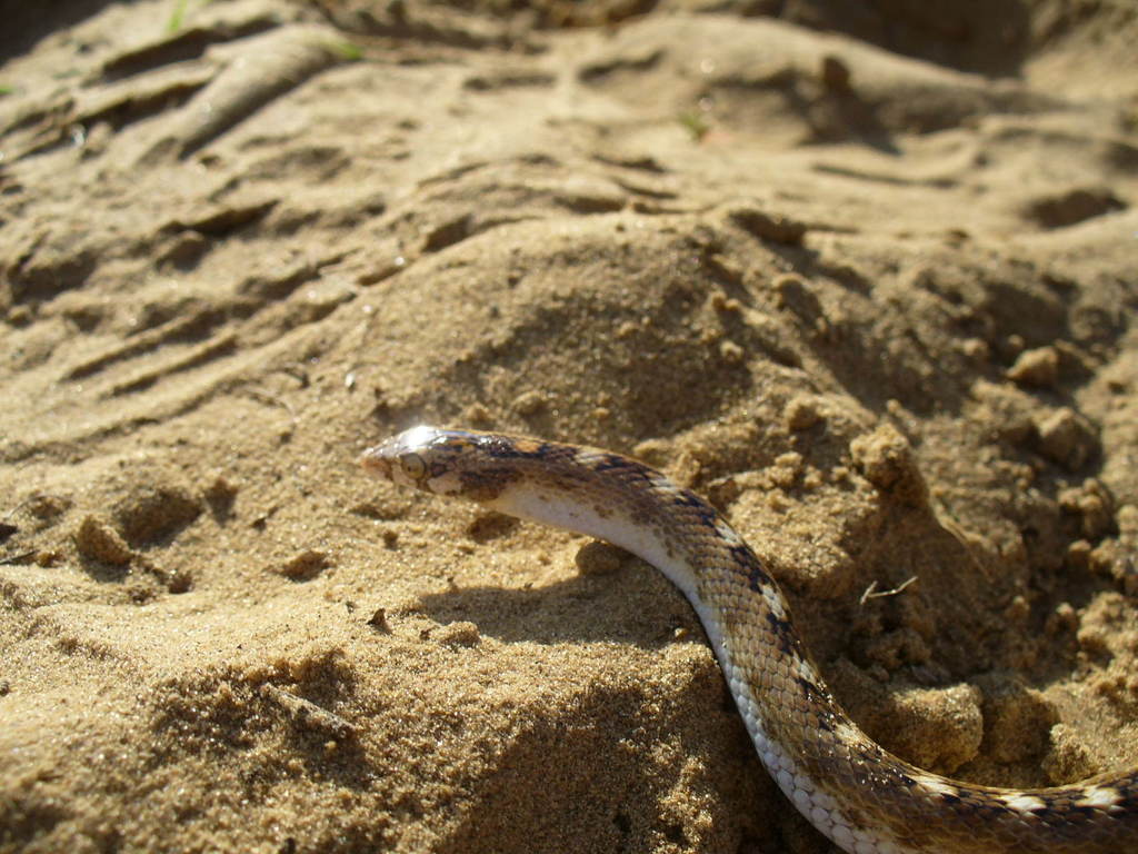 Sind Longnose Sand Snake from Jaisalmer, Rajasthan, India on August 18 ...