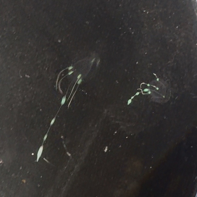 Stauridiosarsia ophiogaster from Bahía de Banderas, MX on December 30 ...