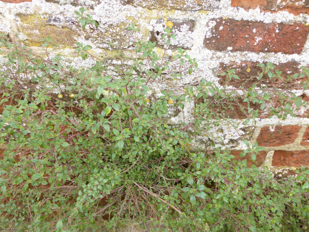 pellitory-of-the-wall from Hampton Court, Molesey, East Molesey KT8, UK ...
