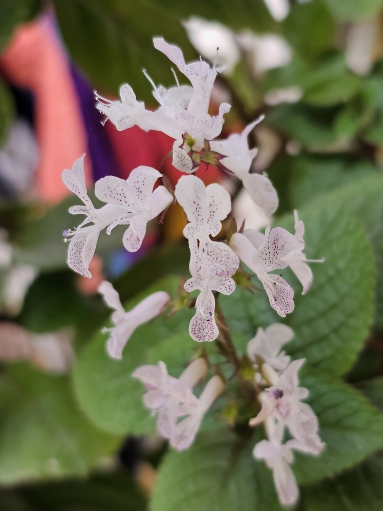 Speckled spur-flower from San Pedro y San Pablo, 49200 Atoyac, Jal ...