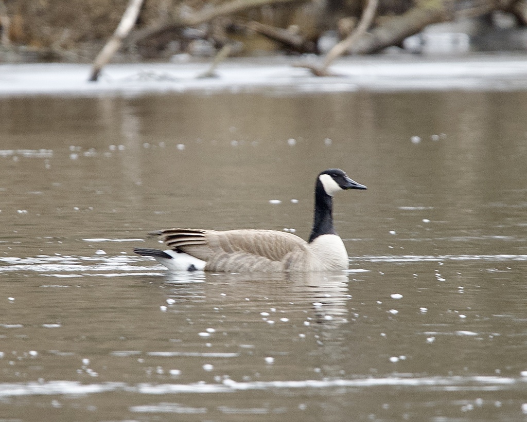 Canada Goose from Little Wolf River, Manawa, WI, US on December 31 ...