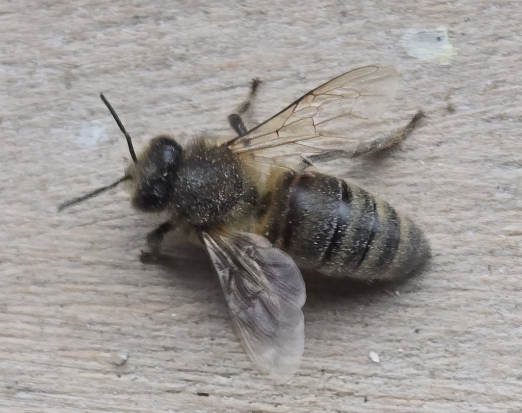 Western Honey Bee from Fordham Manor, Bronx, NY, USA on December 31 ...