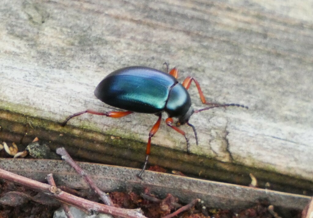 Chalcopterus Beetles from Ballandean QLD 4382, Australia on January 1 ...