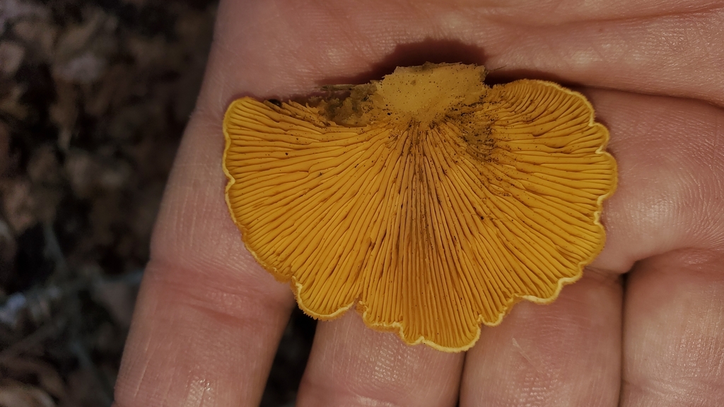 Stinking Orange Oyster from Coldspring, NY, USA on December 31, 2024 at ...