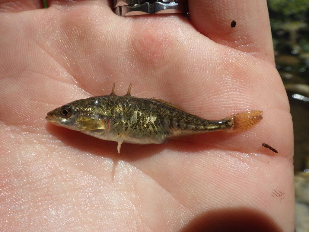 Threespine Stickleback from Ventura County, CA, USA on August 18, 2016 ...