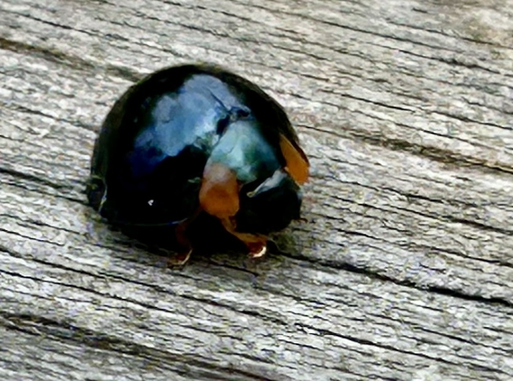 Metallic Blue Lady Beetle from Universal Islands of Adventure, Orlando ...