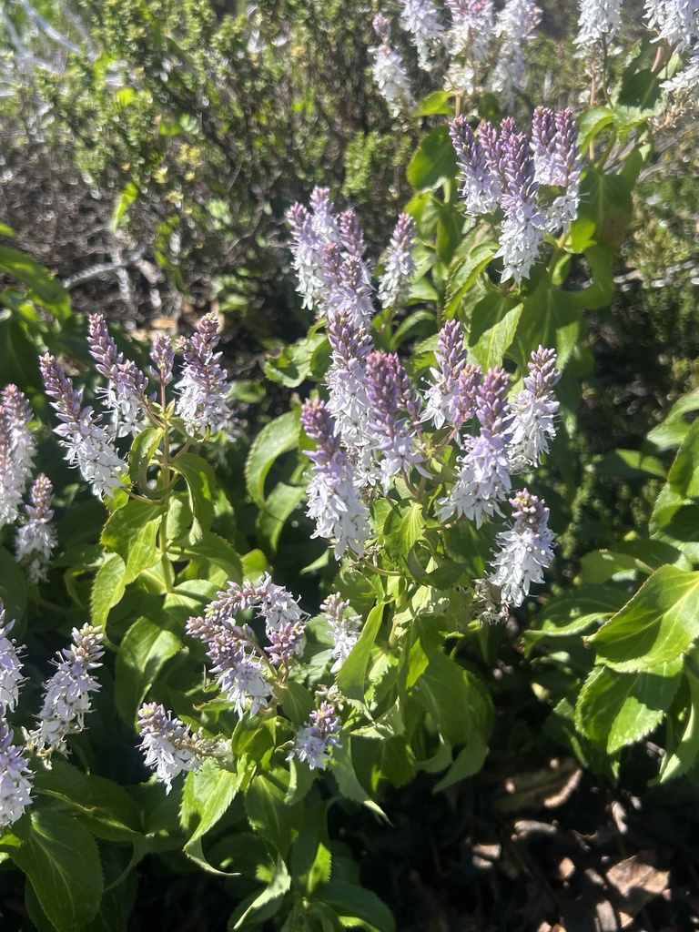 derwent speedwell from Kosciuszko National Park, Charlotte Pass, NSW ...