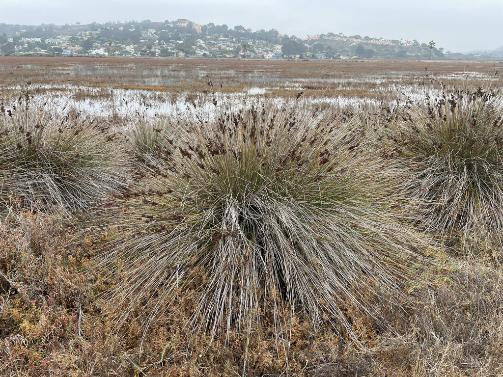 spiny rush from Marsh Trail, San Diego, CA, US on December 31, 2024 at ...