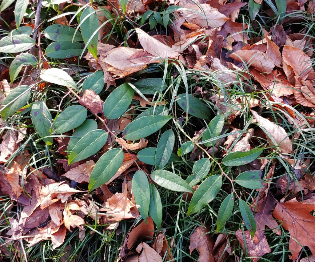 mountain doghobble from Druid Hills, GA, USA on December 31, 2024 at 11 ...