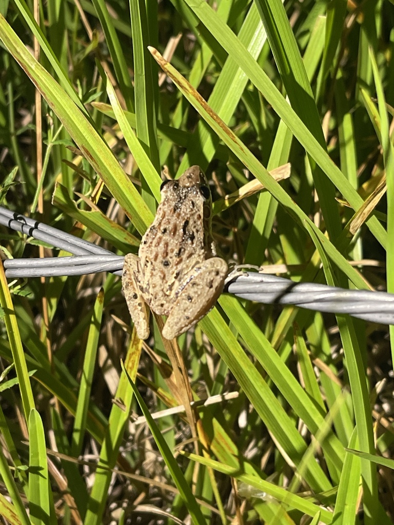 Wallum Rocket Frog from Murson Cr, North Haven, NSW, AU on December 31 ...