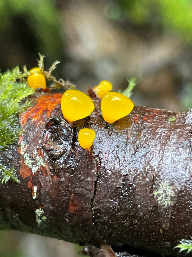 alpine jelly cone in December 2024 by ym_wang_pnw · iNaturalist