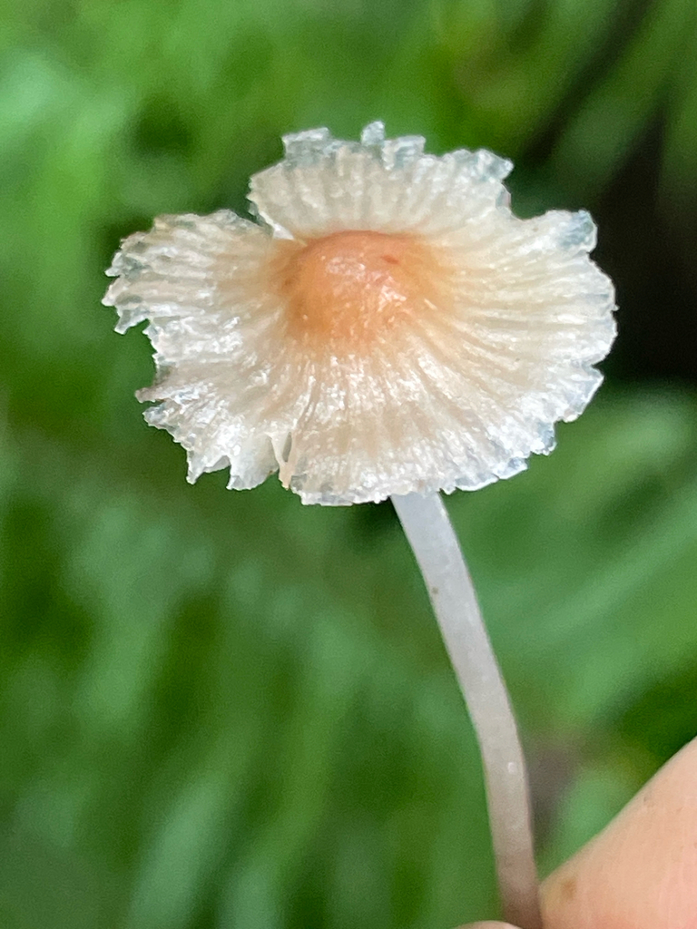 Snapping Bonnet in December 2024 by ym_wang_pnw · iNaturalist
