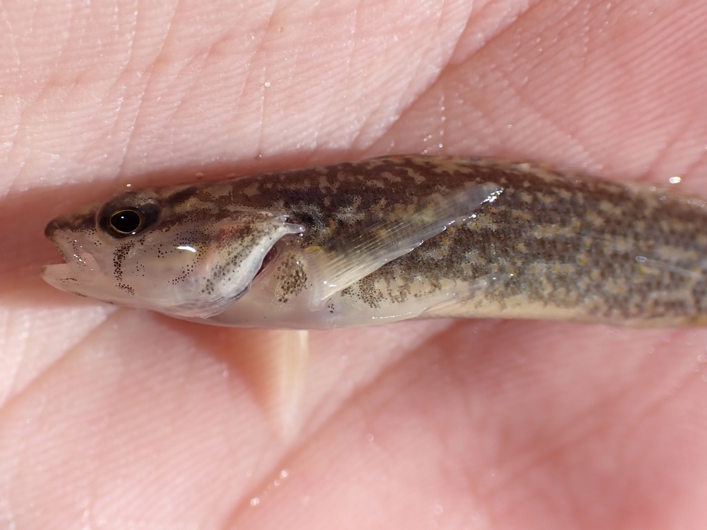 Redspot Darter from Kisatchie National Forest, Provencal, LA, US on ...