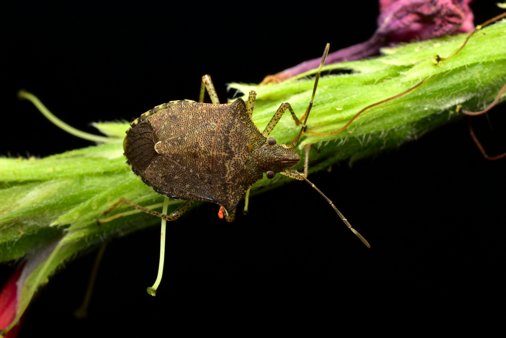 Brown Stink Bugs from San José, Turrubares, San Pablo, Purires, Costa ...