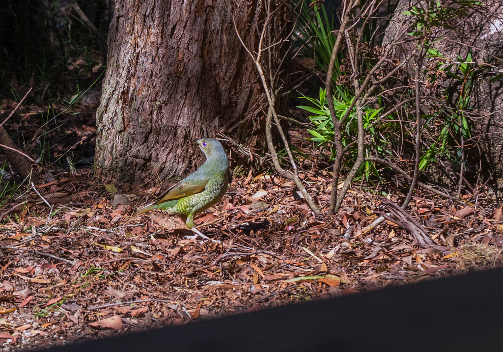 Satin Bowerbird from Gibraltar Range NSW 2370, Australia on December 26 ...