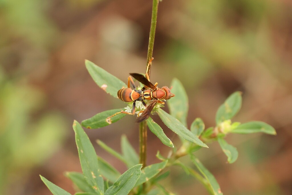 Hunter's Little Paper Wasp from Miami-Dade County, FL, USA on November ...