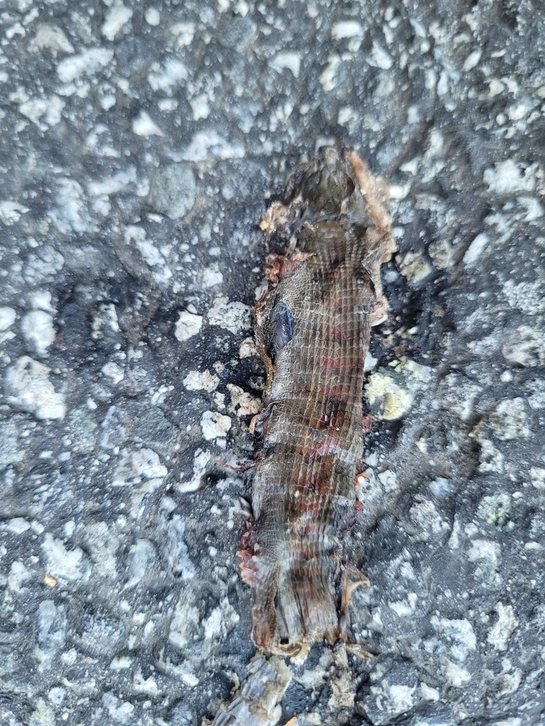 Southern Alligator Lizard from Santa Clara County, CA, USA on December ...