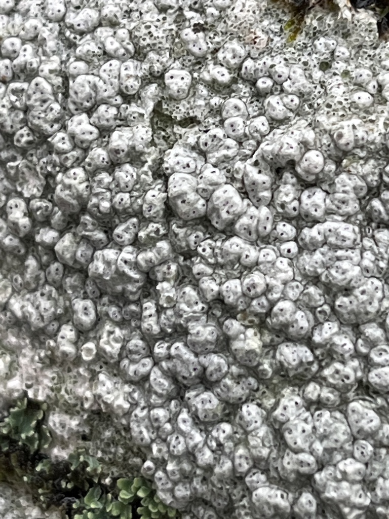Rock Wart Lichen from Hickory Canyon Trail, Sainte Genevieve, MO, US on ...