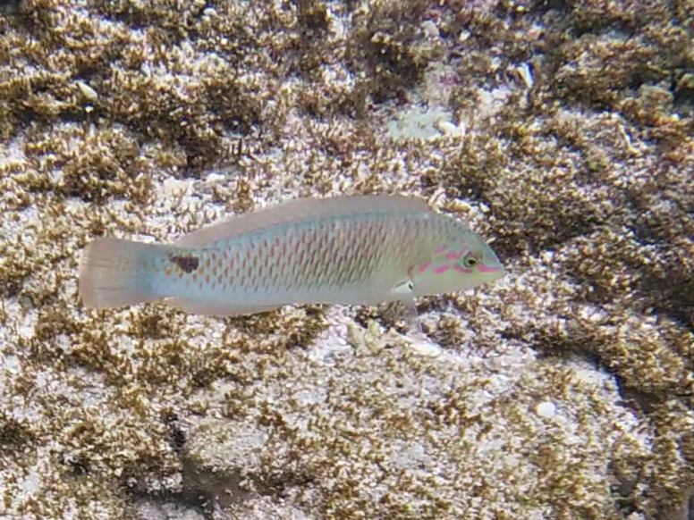 Threespot Wrasse from Kenting, Kenting, TW-TA-PT, TW-TA, TW on December ...