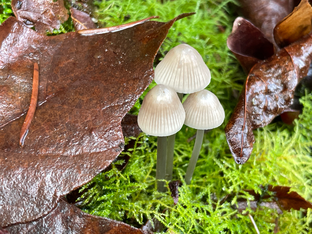 Mycena robusta in December 2024 by ym_wang_pnw · iNaturalist