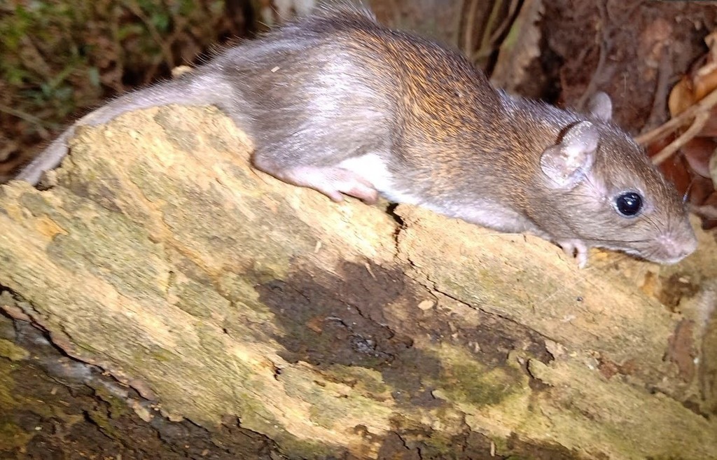 Boyaca Spiny Rat from Betulia, Santander, Colombia on May 26, 2022 at ...