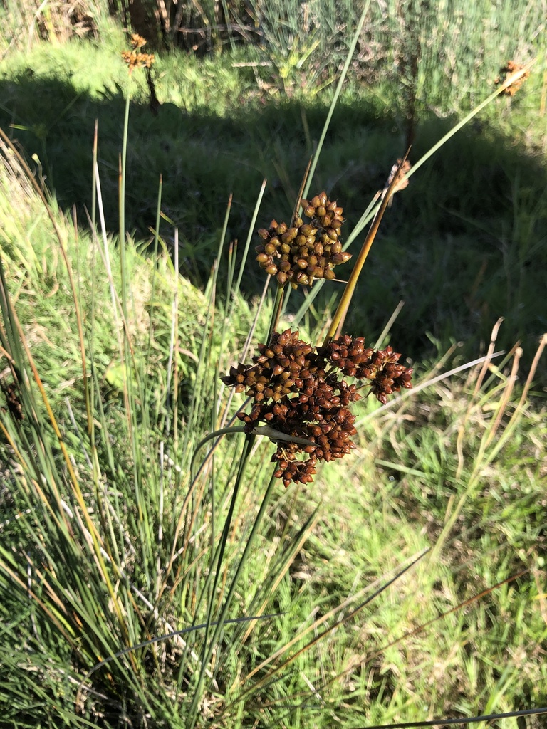 spiny rush from Creswick Creek, Clunes, VIC, AU on December 31, 2024 at ...