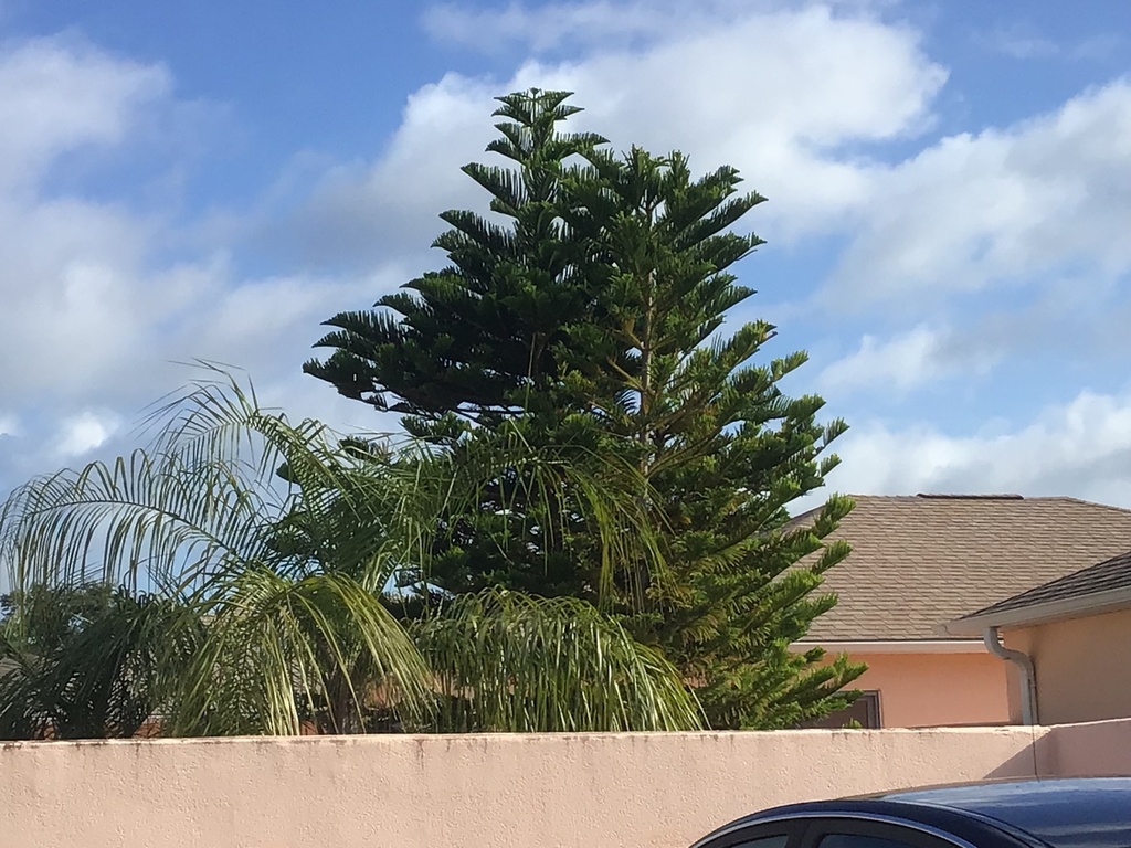 Eutacta from Nuevo Leon Ln, Lady Lake, FL, US on December 31, 2024 at ...