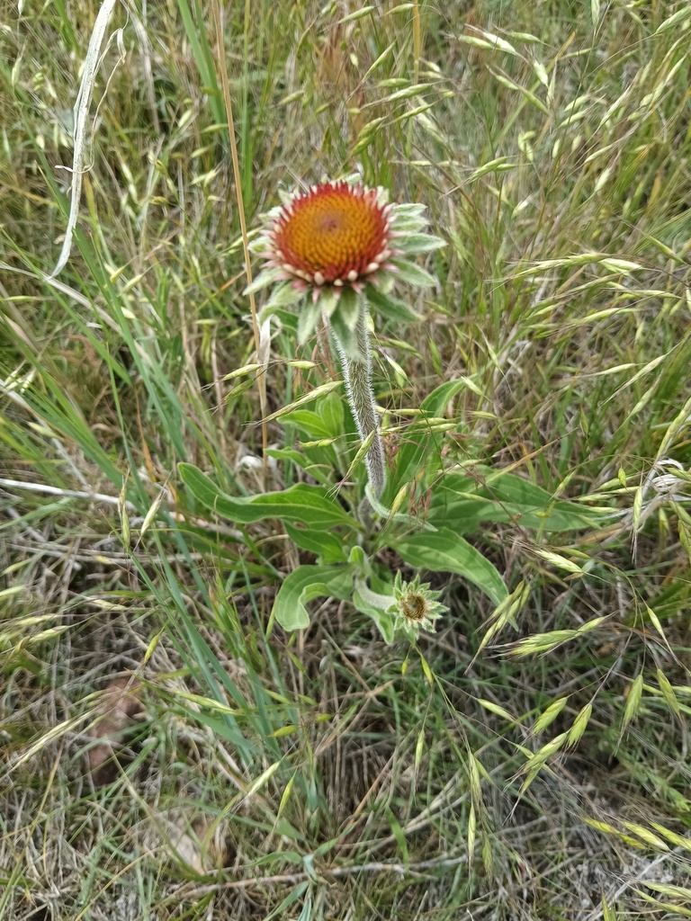 narrow-leaved purple coneflower from Custer County, SD, USA on June 19 ...