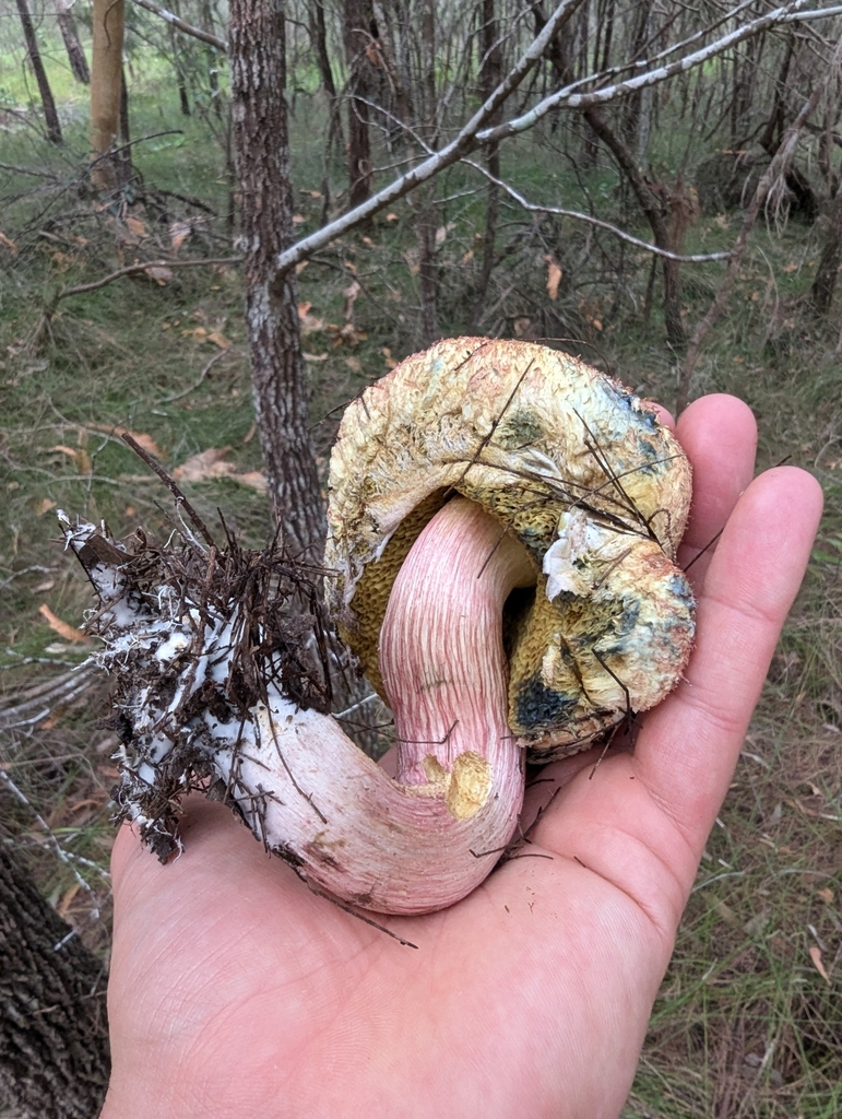 shaggy cap from Macleay Island QLD, Australia on December 31, 2024 at ...