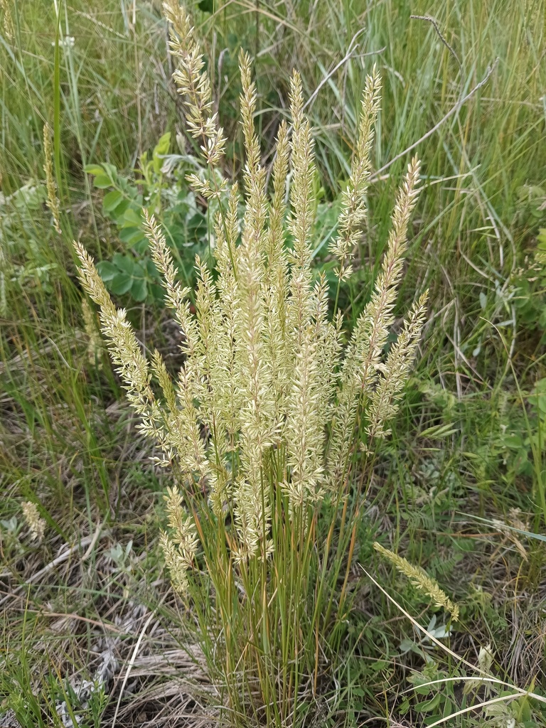 Prairie Junegrass from Custer County, SD, USA on June 19, 2024 at 09:33 ...