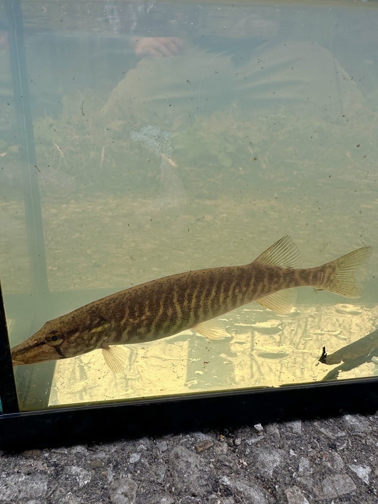 Grass Pickerel in December 2024 by mabrybiggs · iNaturalist