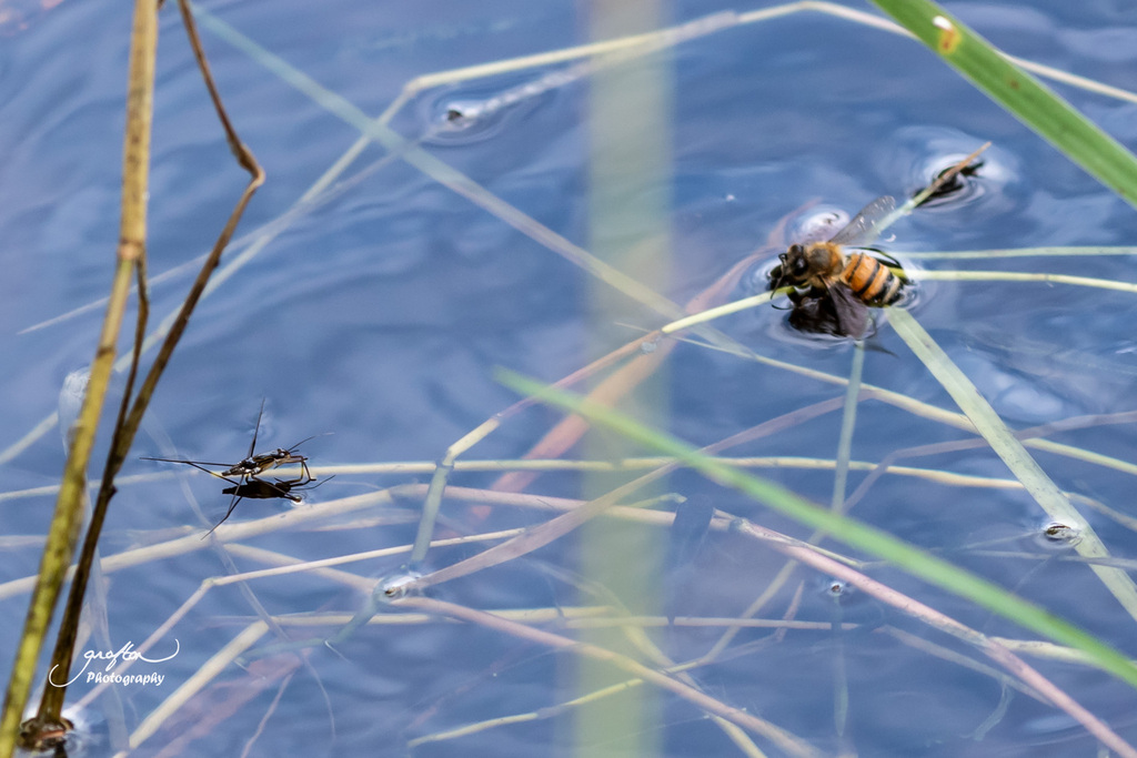 Limnogonus recens from Fern Forest Nature Center, Coconut Creek ...