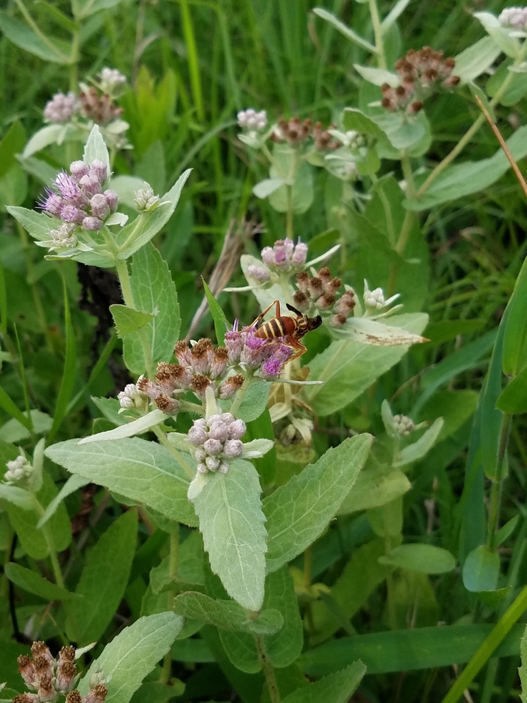 Southern Paper Wasp from Grand Bay National Estuarine Research Reserve ...