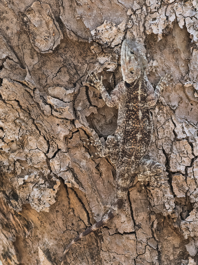Bill's tree agama from Nkhata Bay, Malawi on September 4, 2024 at 09:03 ...