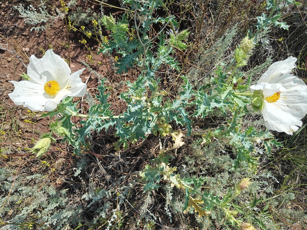 thistle poppy from Custer County, SD, USA on August 16, 2024 at 10:06 ...
