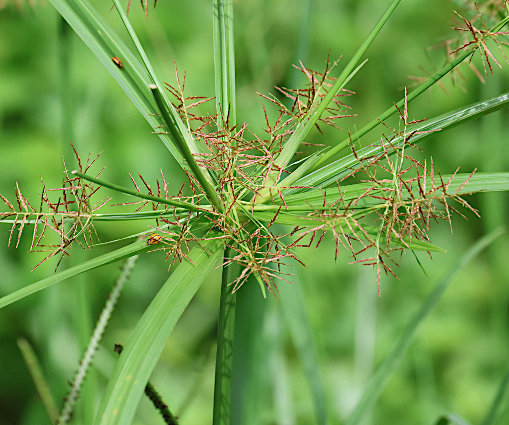 Slender cyperus from Minnippi Parkland, Brisbane QLD, Australia on ...
