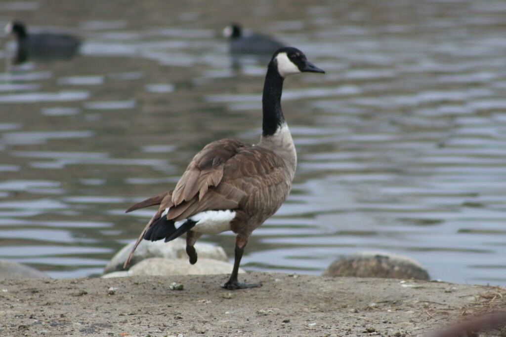 Western Canada Goose from Sandy, UT, USA on December 23, 2024 at 09:34 ...