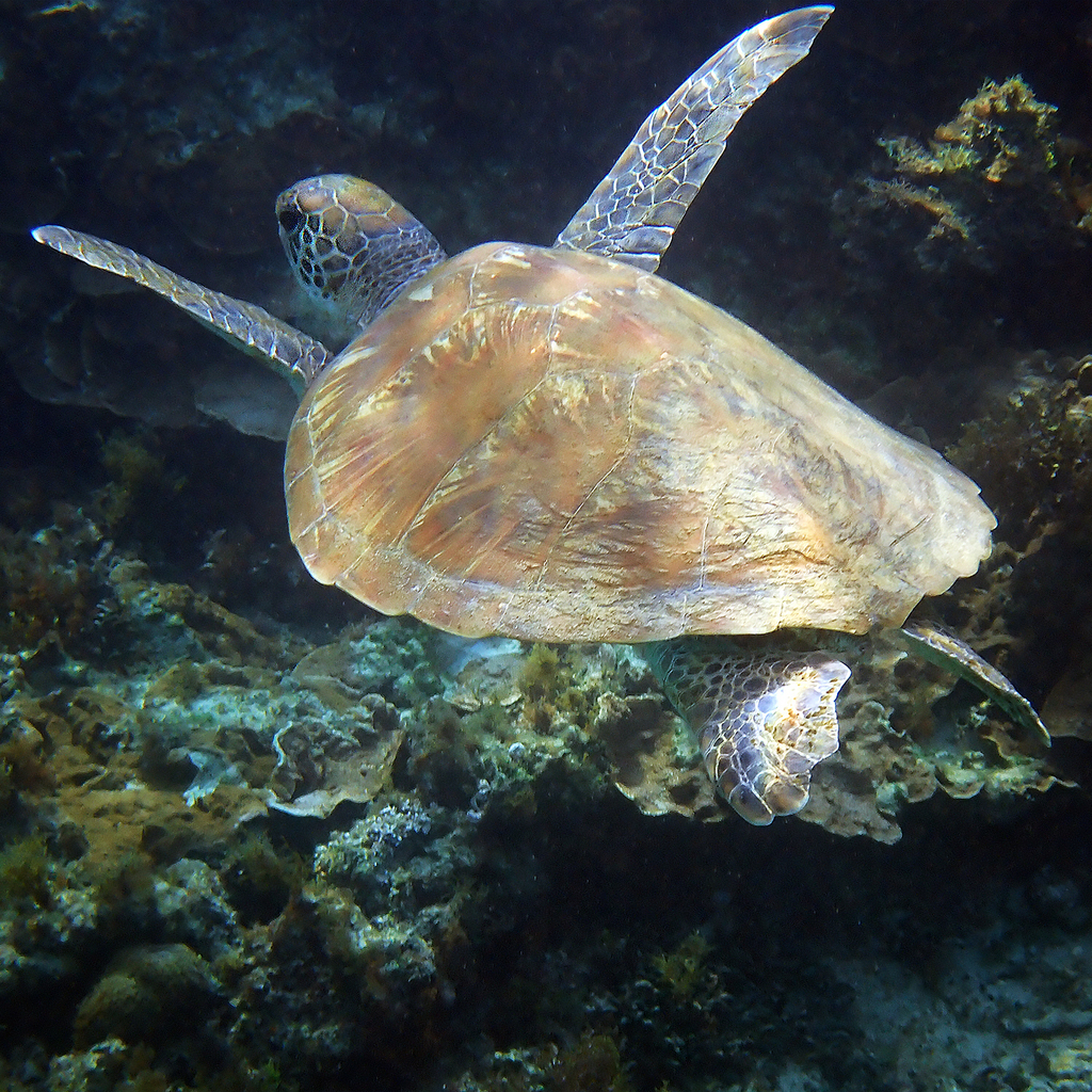 Green Sea Turtle from Emily Bay, Kingston 2899, Norfolk Island on ...