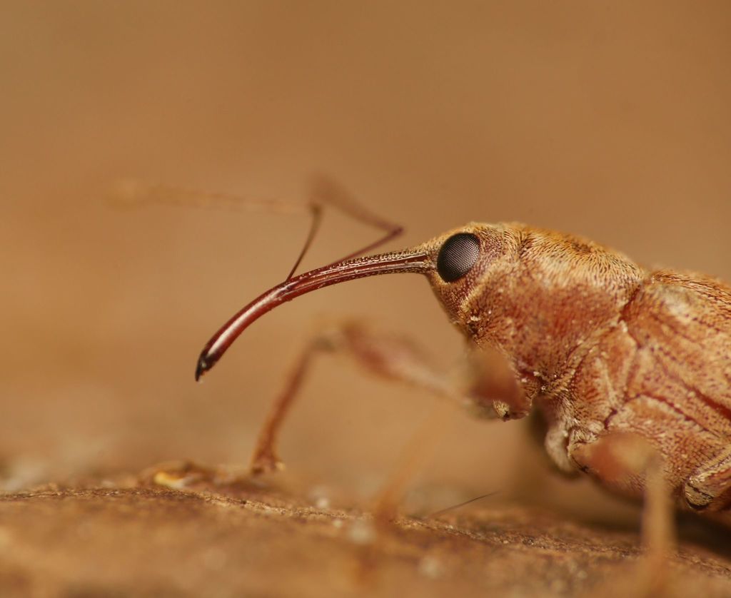 Chestnut Weevil from Charlottenburg-Wilmersdorf, Berlin, Germany on ...