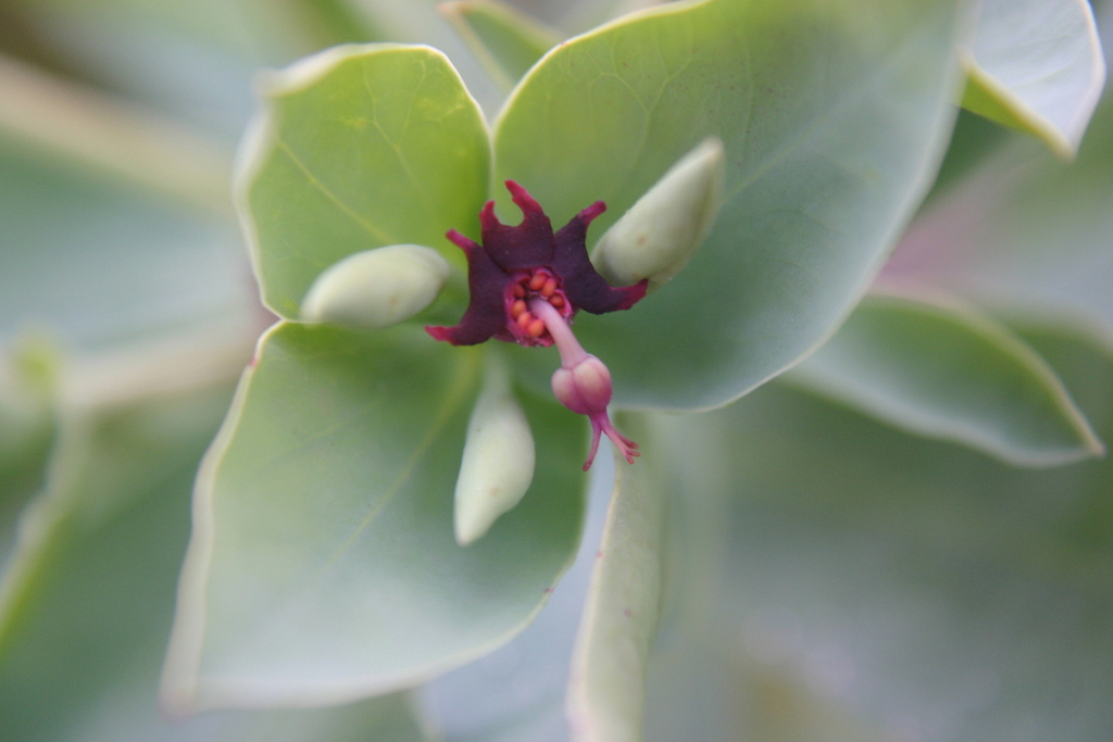 Shore Spurge from Buller District, West Coast, New Zealand on November ...